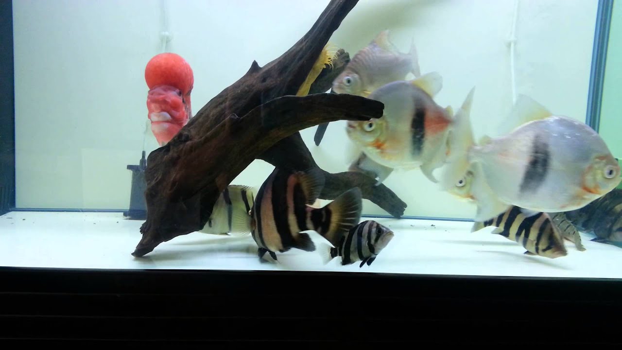 Fork bar Datnoid IT and FH.mp4 - YouTube