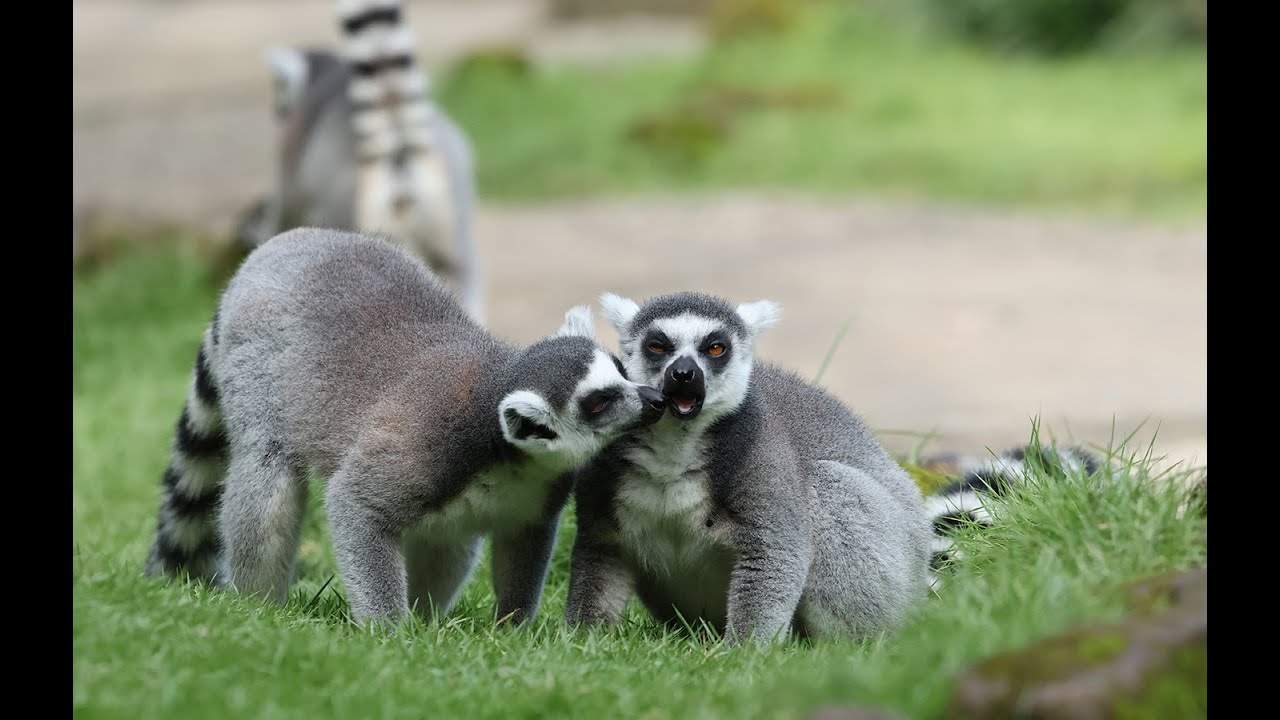 Luna the Queen of Lemurs | World Lemur Day - YouTube