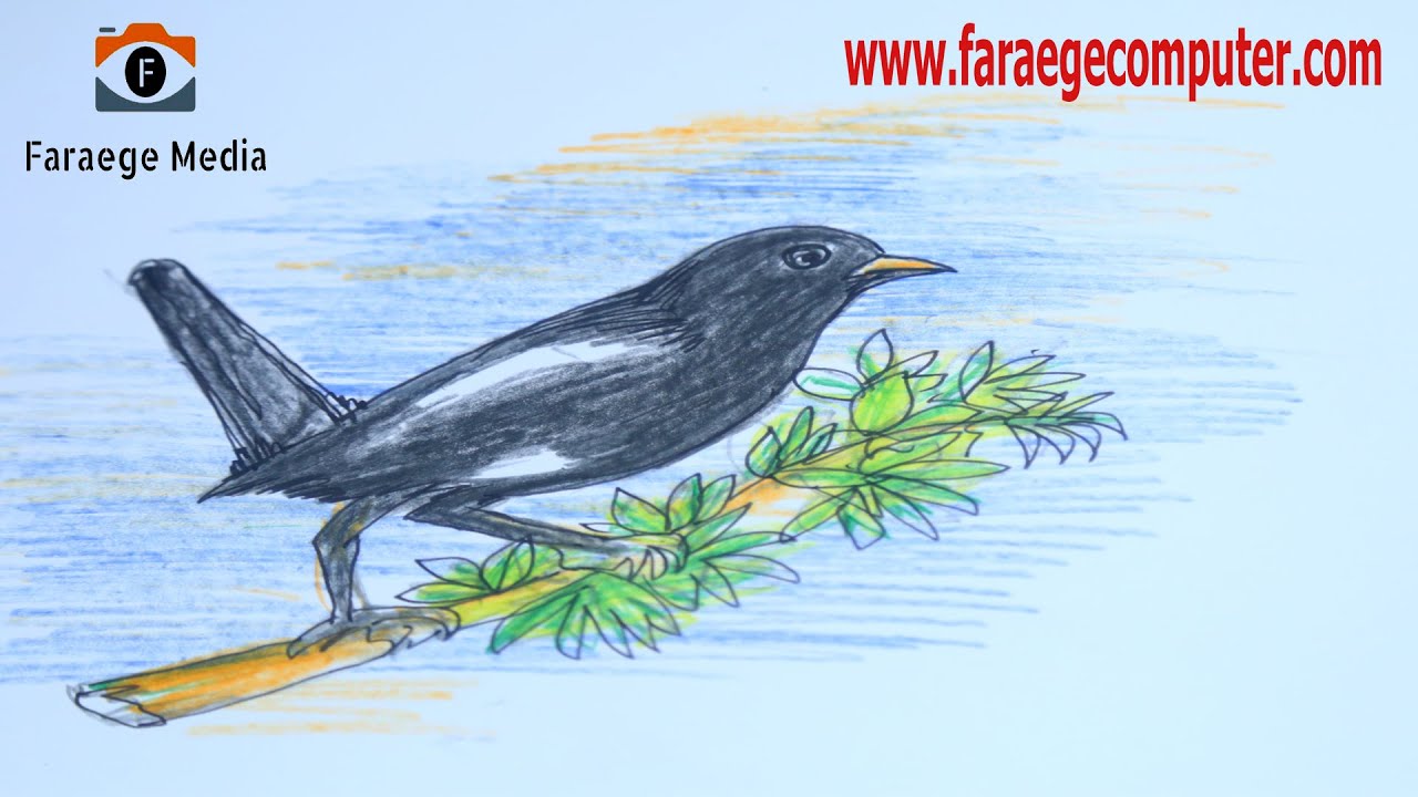 Dowel Bird | দোয়েল পাখি। Drawing Video | Pencil Sketch | Step by Step ...