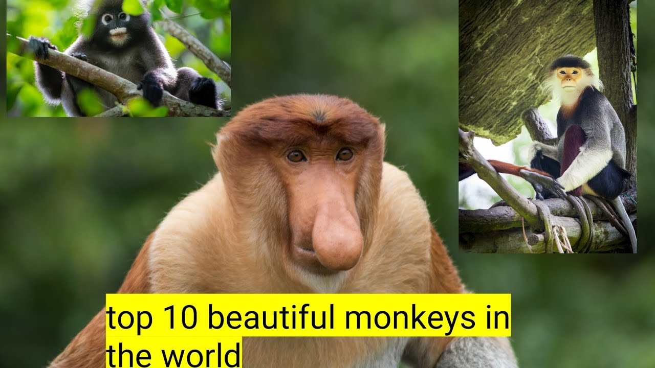 top 10 beautiful monkeys in the world - YouTube