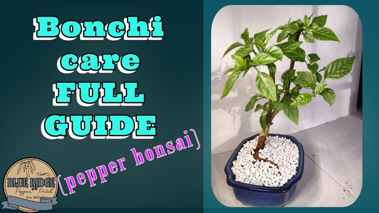 Beginner's guide to maintaining Bonchi - from beginning to end plus ...