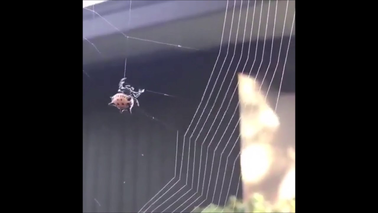 spider engineer is buliding its web - YouTube