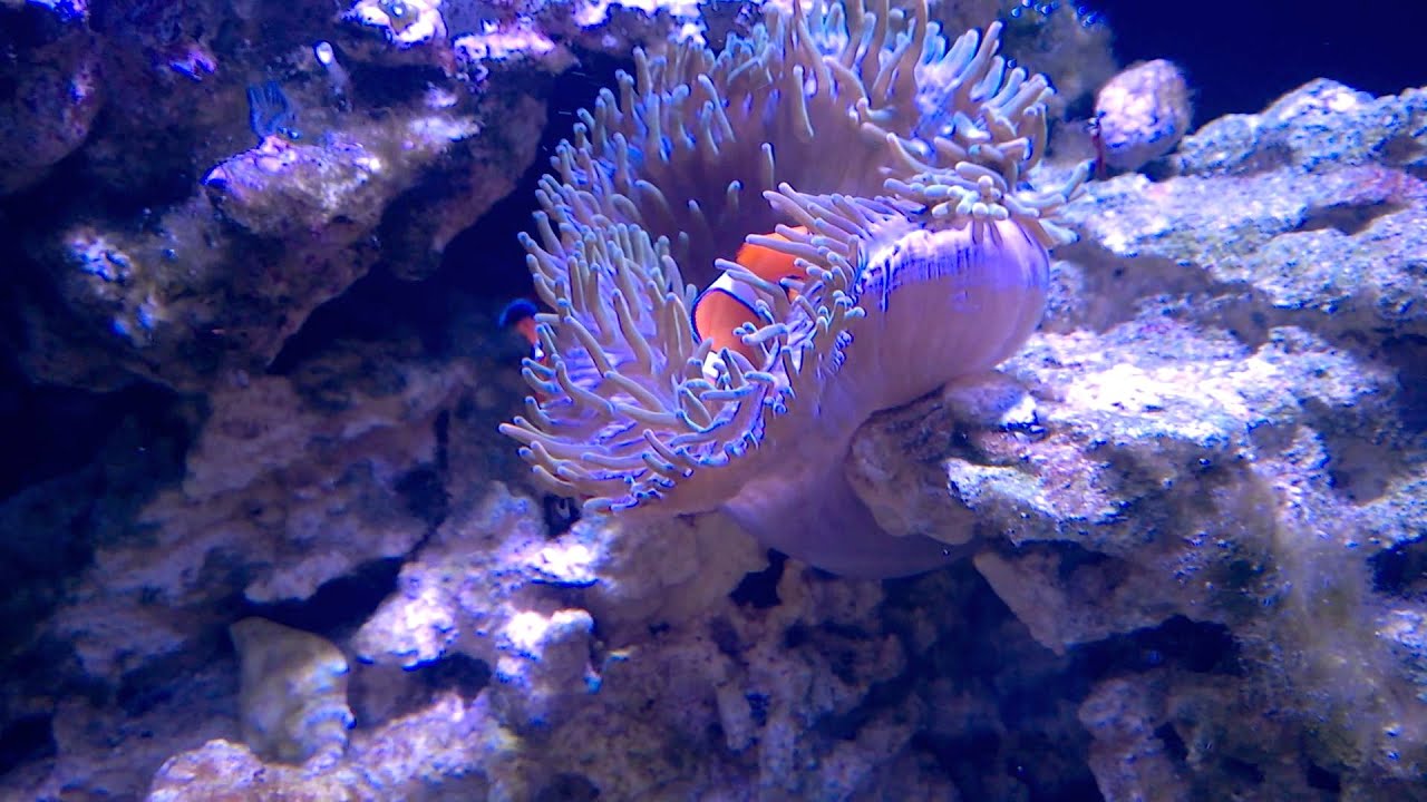 Clownfish swimming & shaking - YouTube