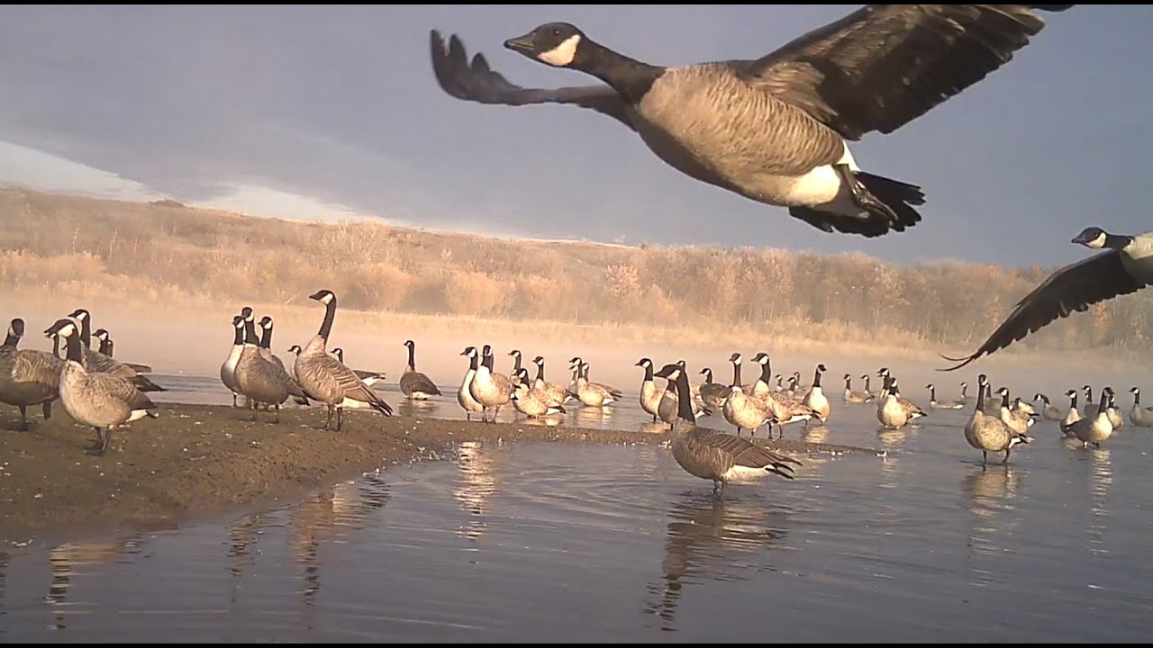 Epic Fall Geese Vignettes - Canada's & Snows on the Move on the South ...
