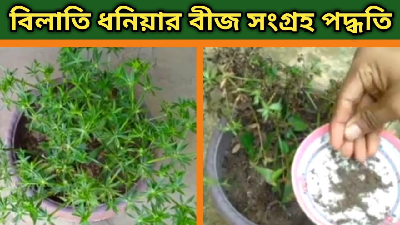 বিলাতি ধনিয়ার বীজ সংগ্রহ করার পদ্ধতি এবং চারার পরবর্তী পরিচর্যা ...