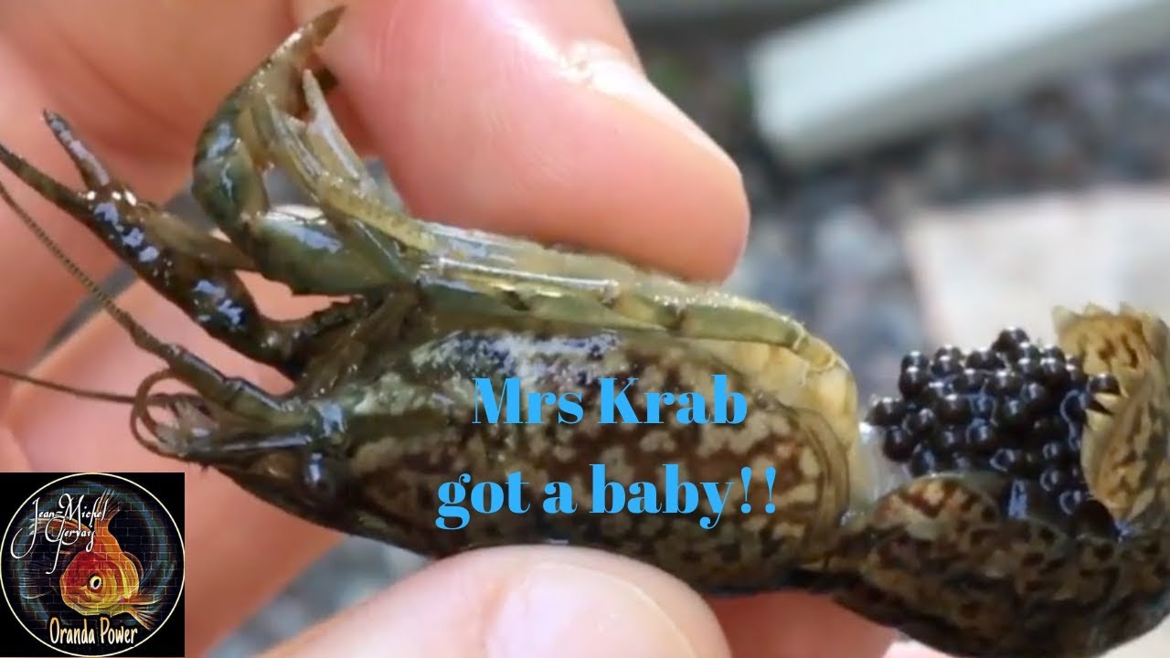 crayfish spawning and taking over my aquarium!!! - YouTube