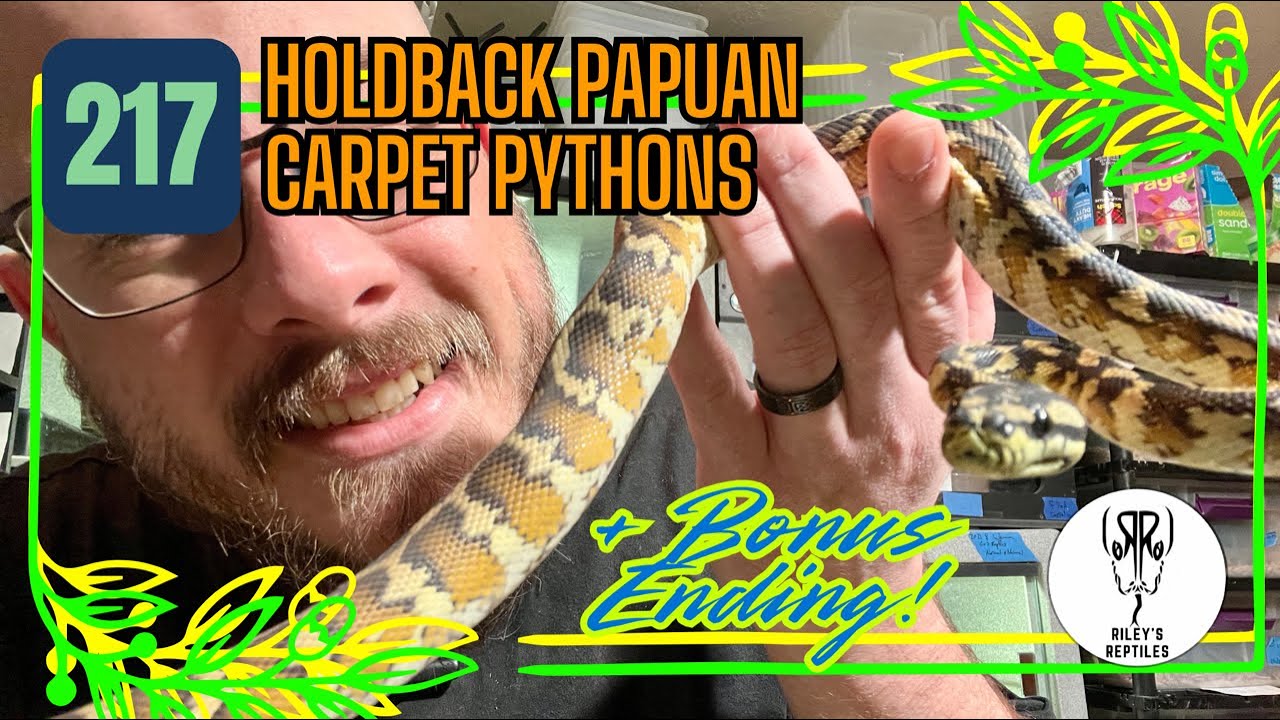 Papuan Carpet Python Holdbacks! + Bonus ending! - no 217 - YouTube