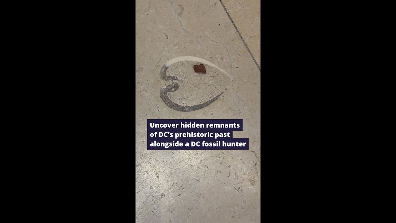 Uncover hidden remnants of DC's prehistoric past alongside a DC fossil ...