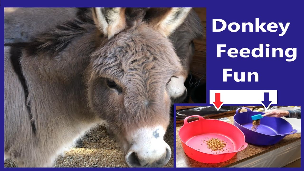 Donkey Feeding Time Fun - YouTube