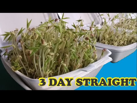 CARA BUAT TOGE CEPAT JADI