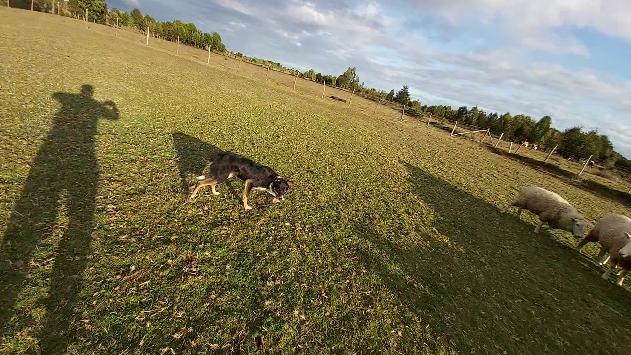 Iniciando border Collie al pastoreo - YouTube