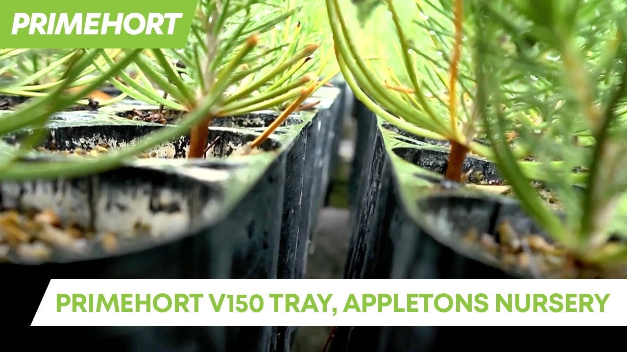 Primehort V150 Trays are the perfect size for Appletons Tree Nursery ...