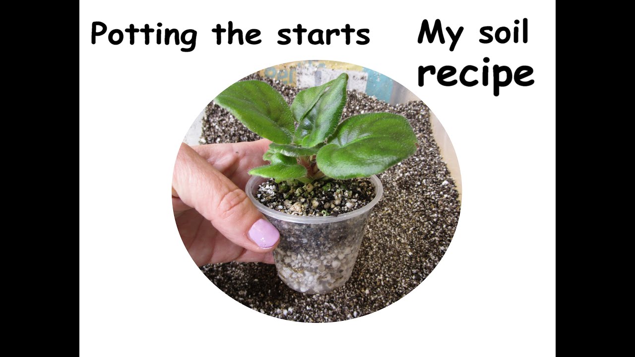 My soil recipe & re potting Starter plants - YouTube