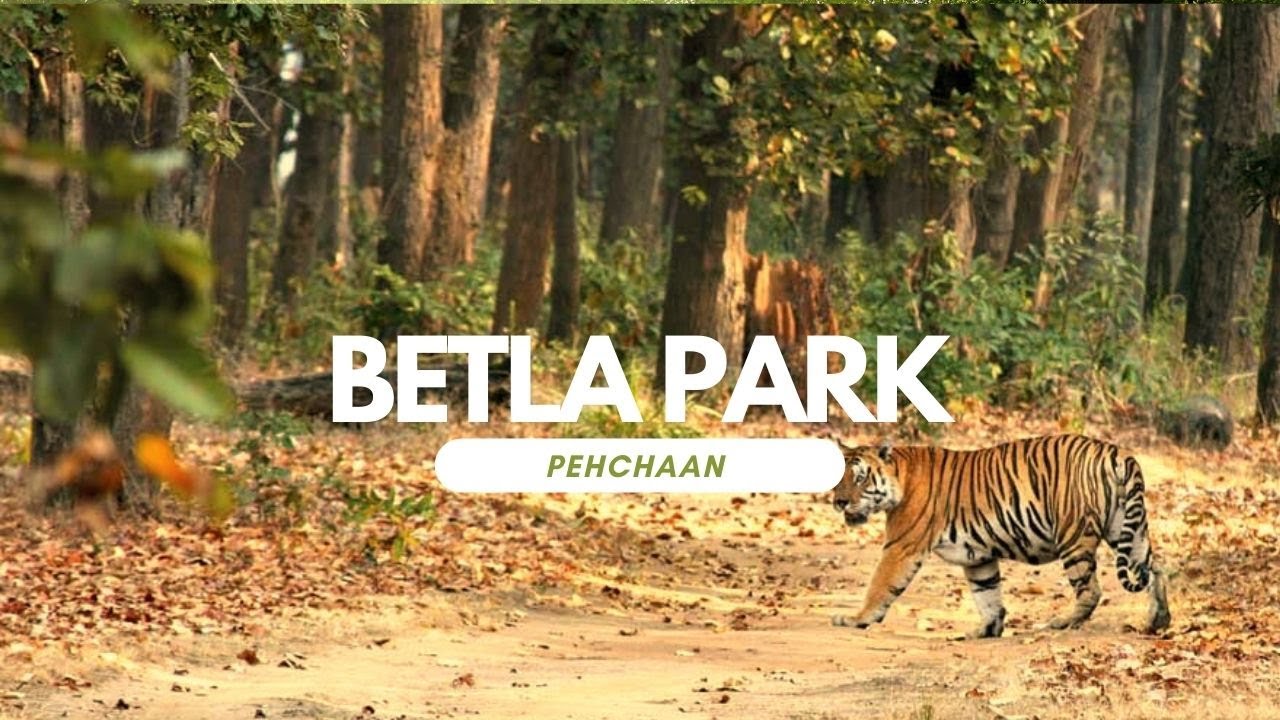 Betla National Park। Full Information | बेतला नेशनल पार्क | Exploring ...