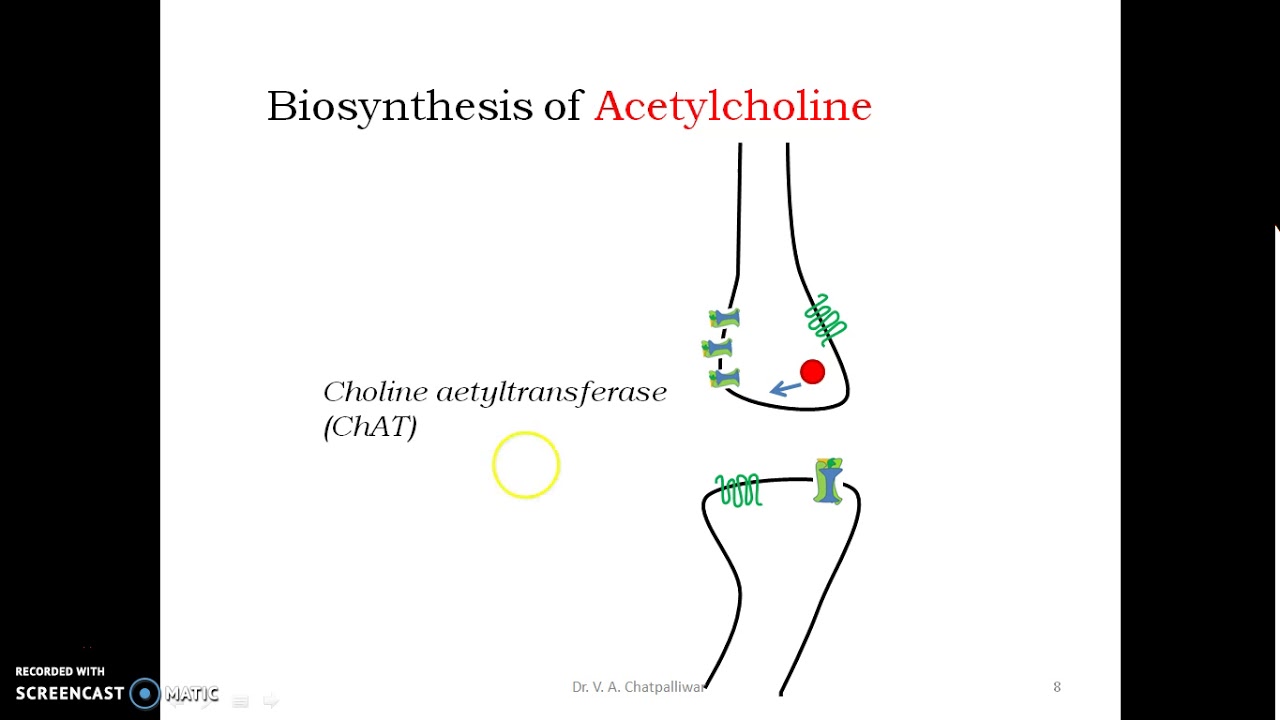 Biosynthesis of Acetylcholine - YouTube