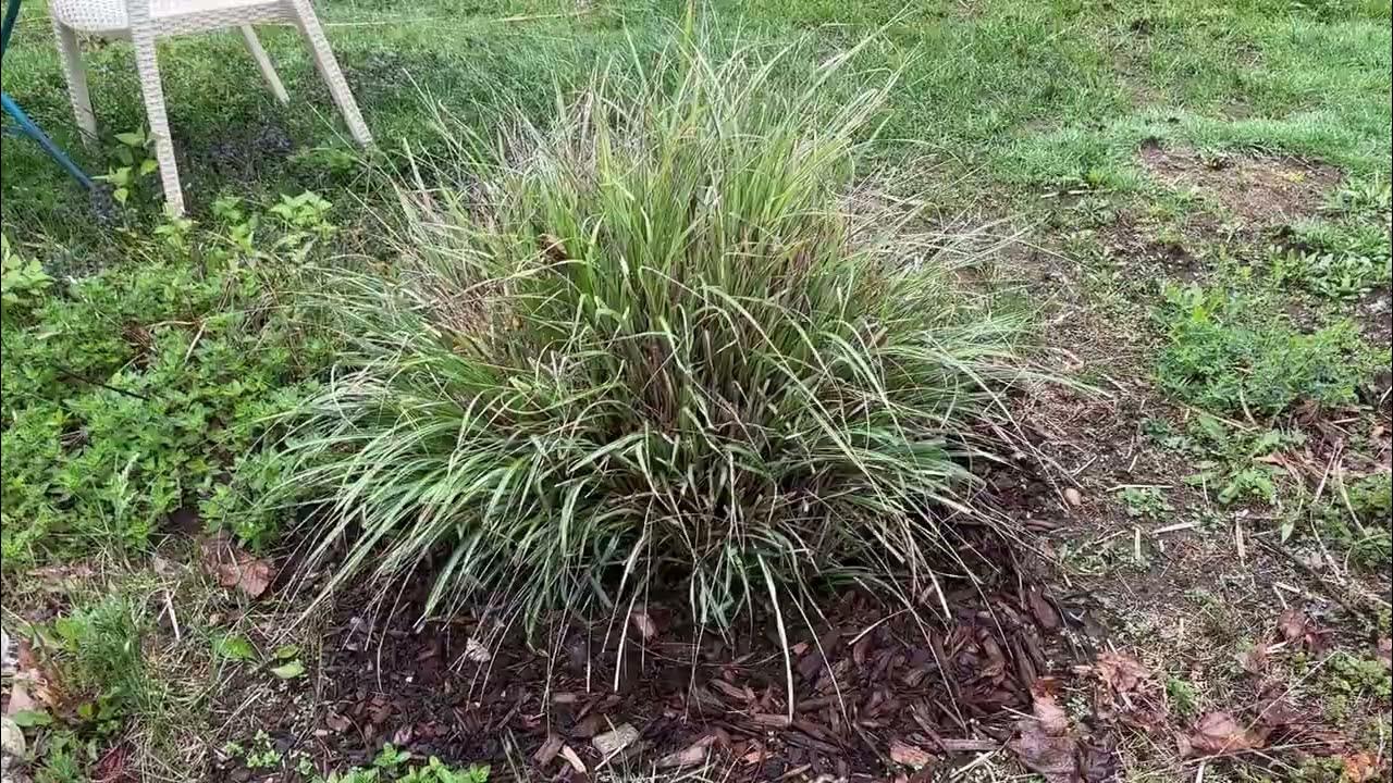 Garden Tour 3a - YouTube