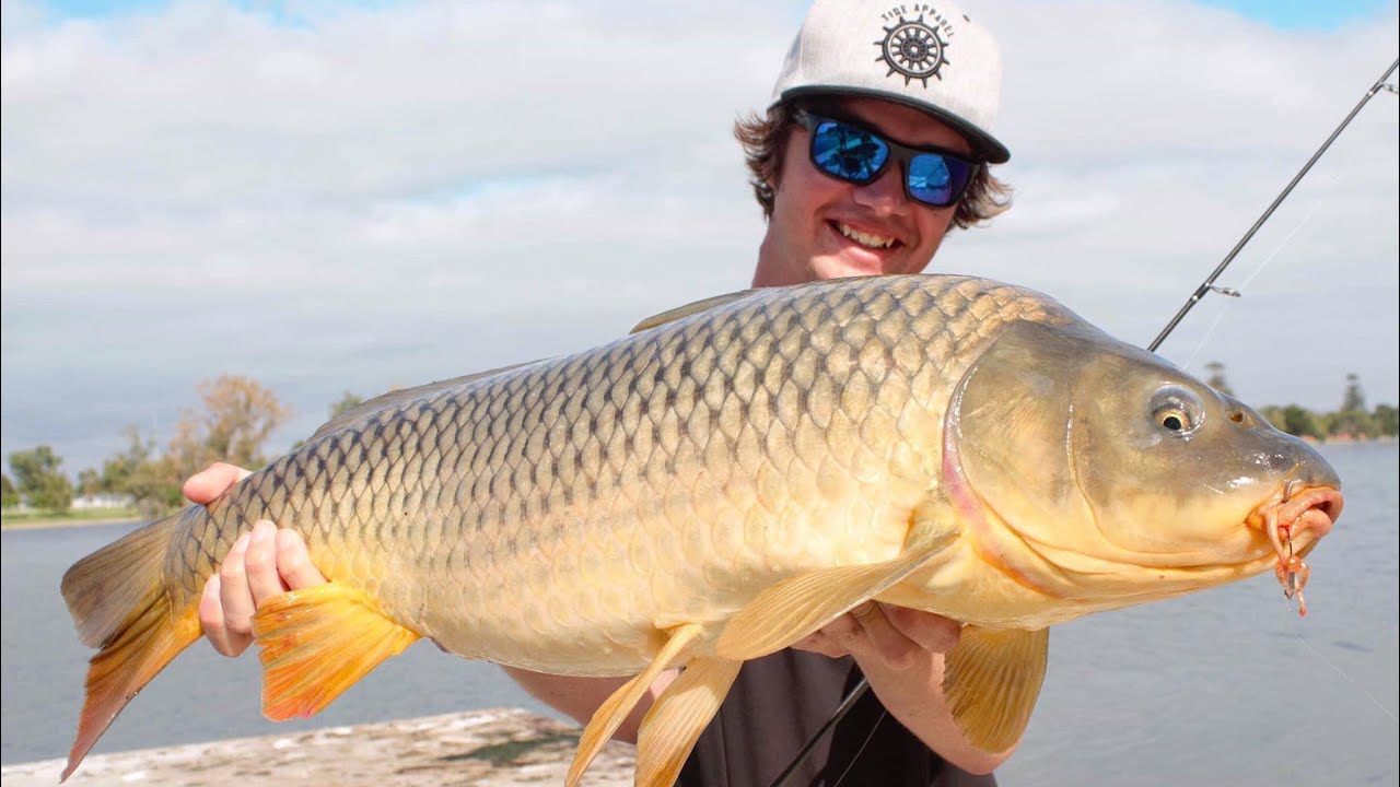 BIG CARP on creature bait SOFT PLASTIC - Albert Park (VIC) - YouTube