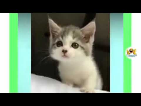 Cute kittens meowing compilation Funny kitten video Kitten meowing ...