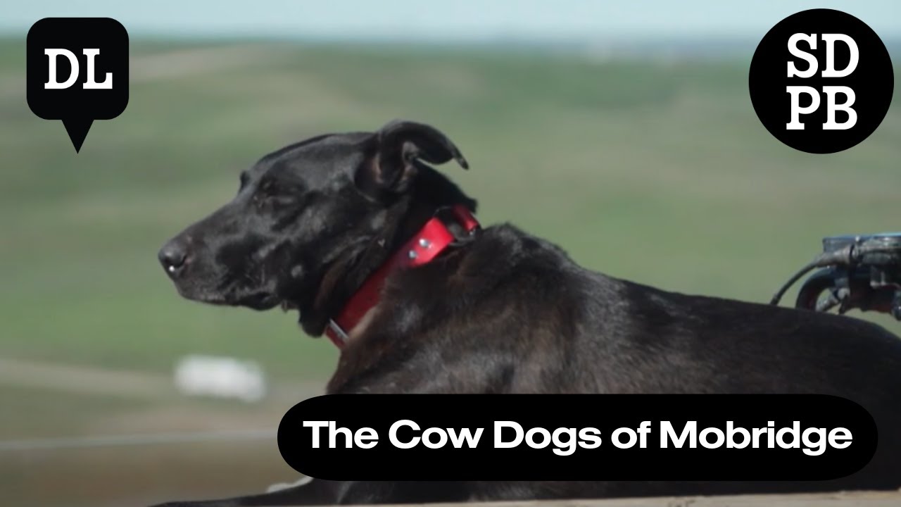 David Dagley relies on a team of trained cow dogs to help him manage ...
