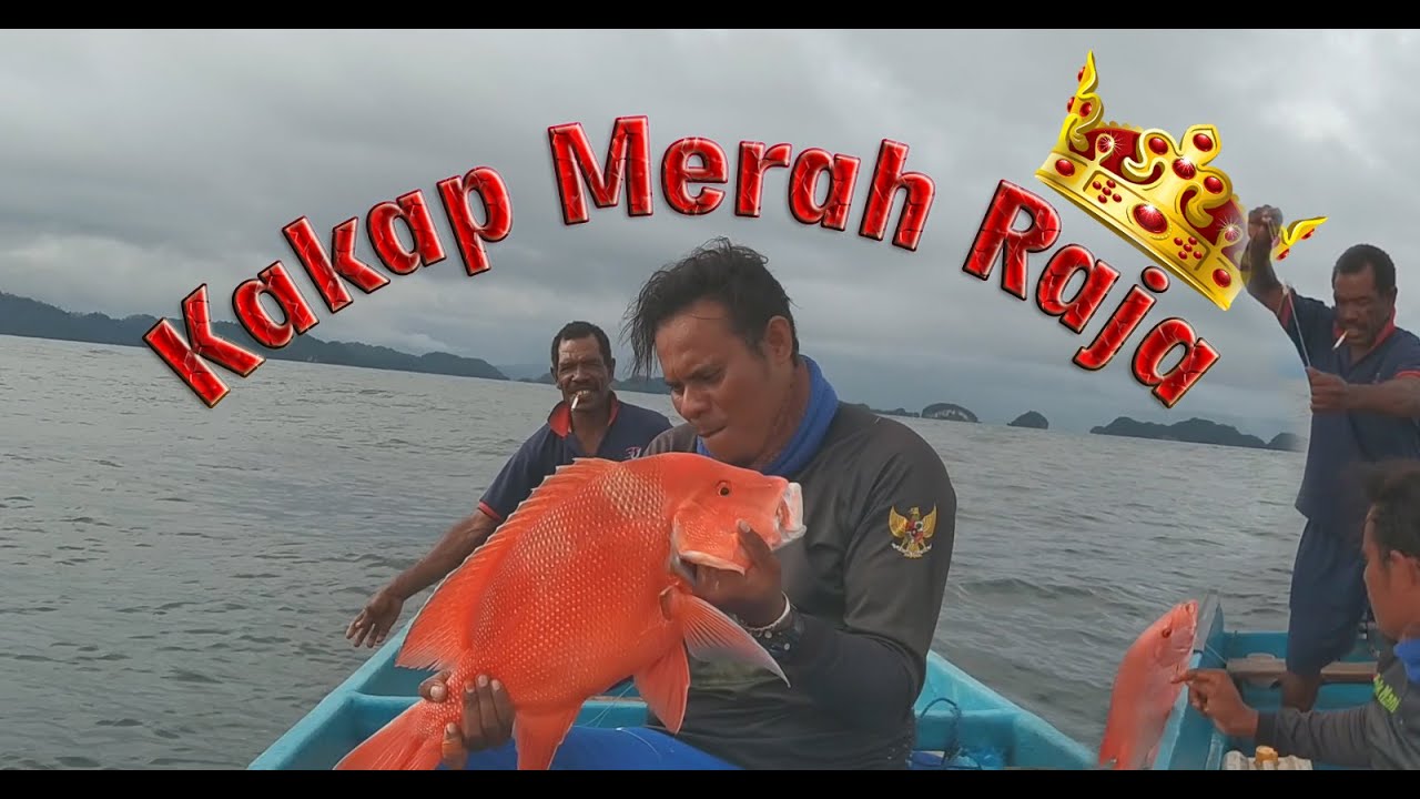 NGERI EEE KAKAP MERAH RAJA BUNGKUK 5 Kg, TANGANPUN LUKA DIPAGI HARI ...