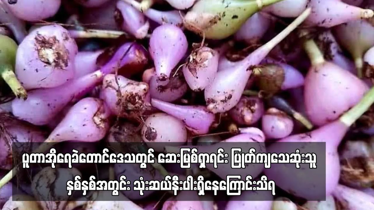 ပူတာအိုရေခဲတောင်ဒေသတွင် ဆေးမြစ်ရှာရင်း ပြုတ်ကျသေဆုံးသူ နှစ်နှစ်အတွင်း