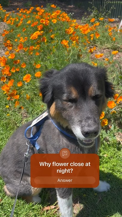 Why does flowers close at night?#flower #plants #nature #question #quiz ...