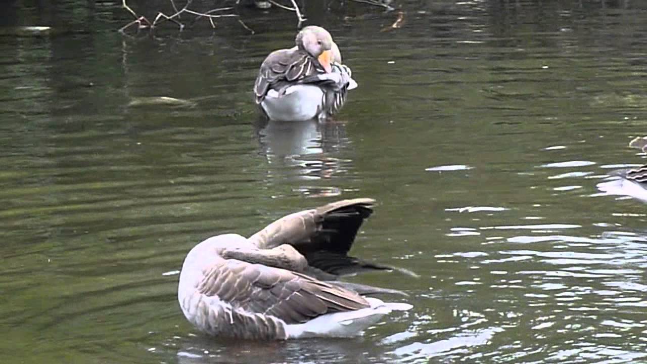 Greylag Geese Bathing and Preening - YouTube