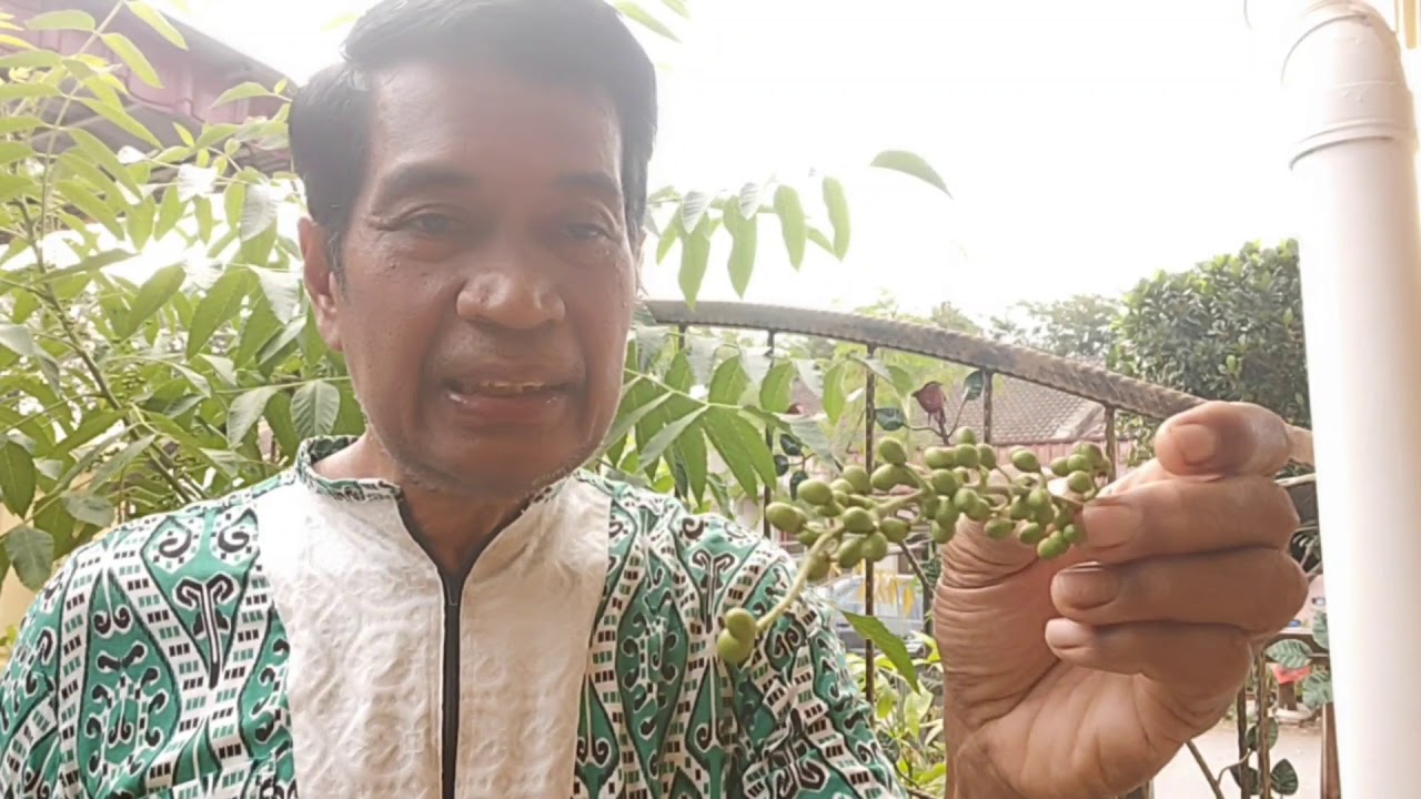 Melada Pahit....pahit.. pahit Melada Pahit. - YouTube