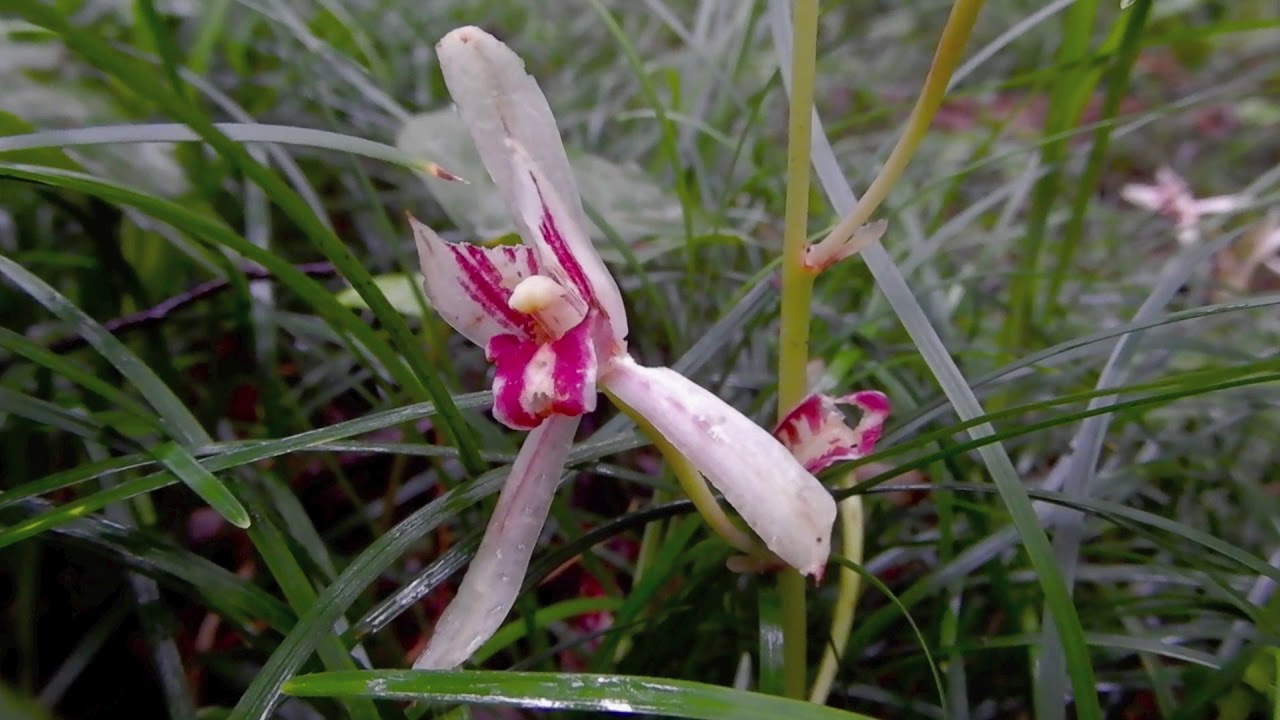 マヤラン/Cymbidium macrorhizon 04_190830_ガイコツ山 - YouTube