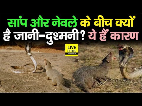 सांप और नेवले क्यों एक दूसरे को देखना पसंद नहीं करते, जानिए इसके पीछे छिपा कारण | LiveCities