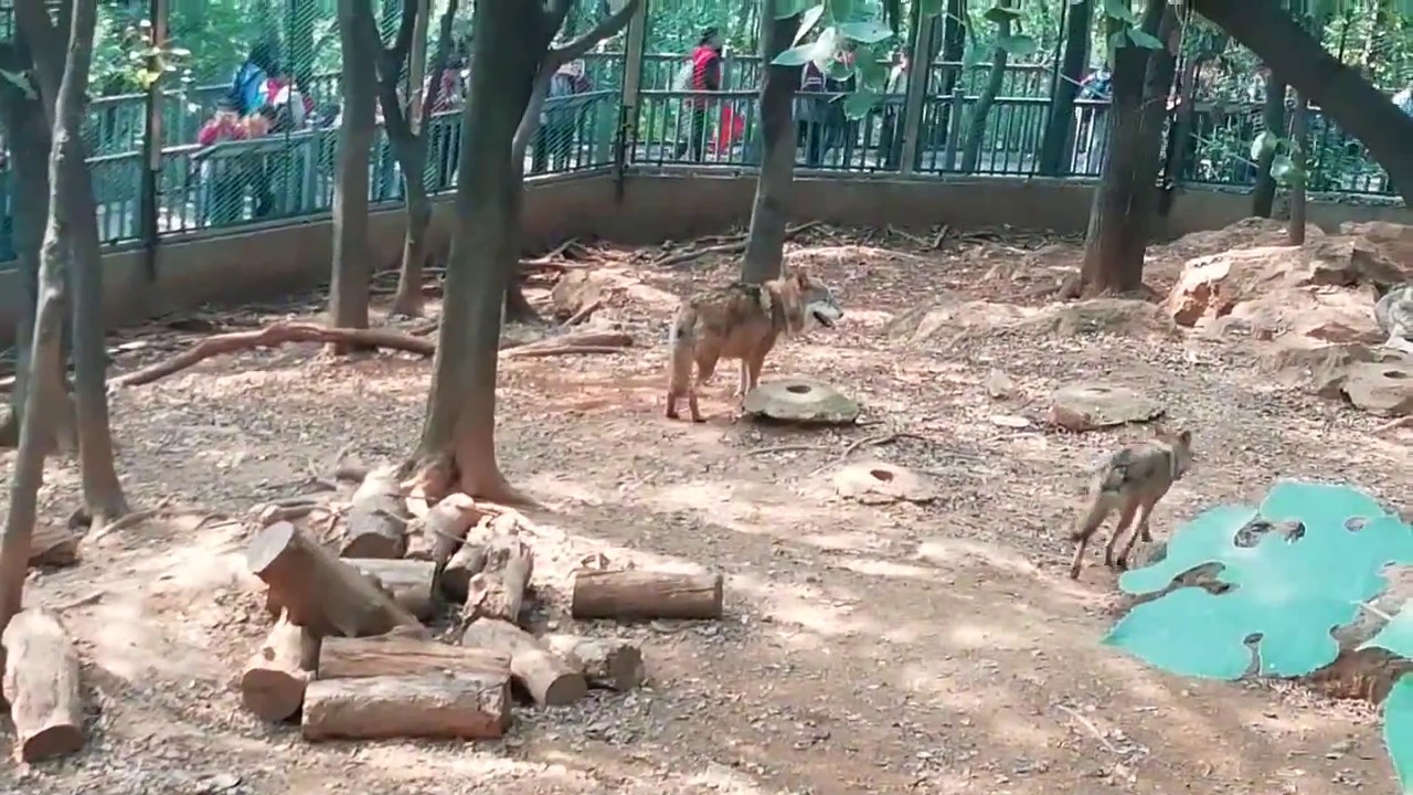 Explore China , Nanjing Hongshan forest zoo - YouTube