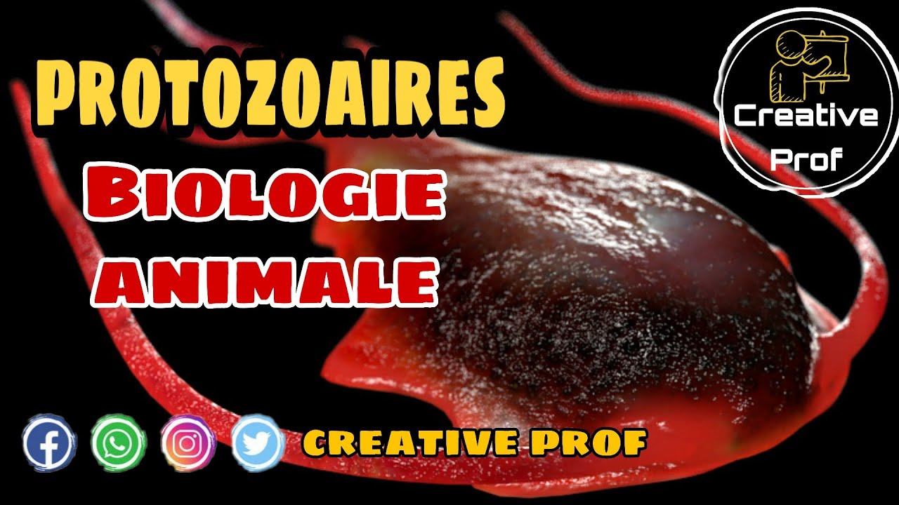 Biologie Animale - les protozoaires 1 (darija) - YouTube