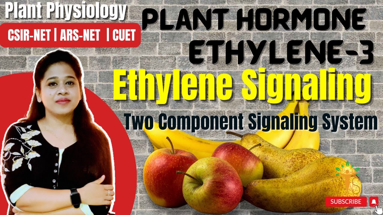 Plant Hormone Ethylene (Part-3) | Ethylene Signaling | Ethylene ...