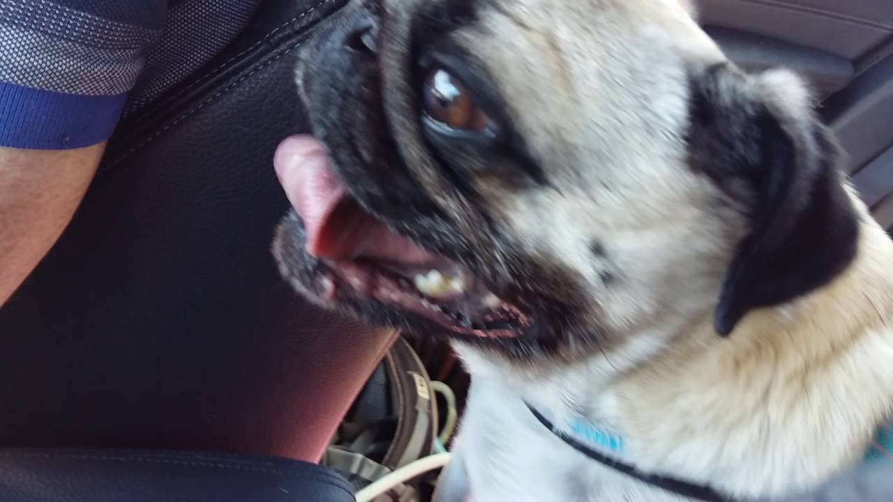 Pug over excited in the car - YouTube