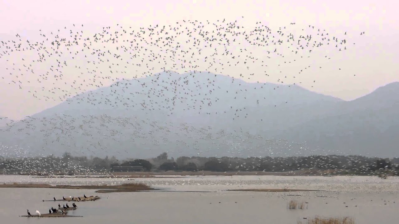 Mai Po Natural Reserve in Hong Kong - YouTube