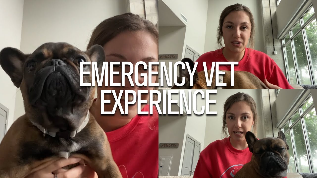 EMERGENCY Vet Experience | STORY TIME - YouTube