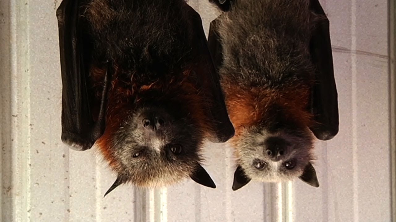 Helping Grey-headed flying foxes in Aussie heatwave. - YouTube