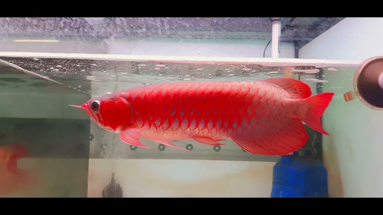 Spek Special Super Red Full Merah Bloker 40cm - YouTube