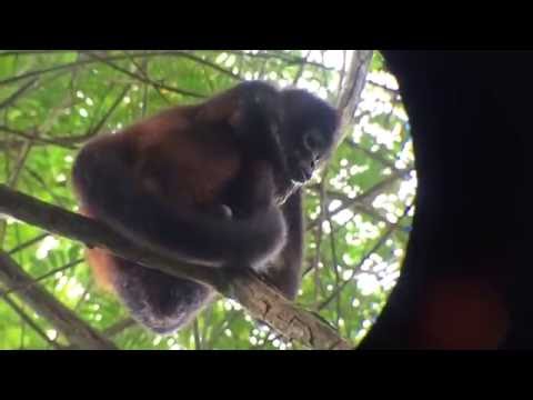 Mono araña llorando en Corcovado - Costa Rica - YouTube
