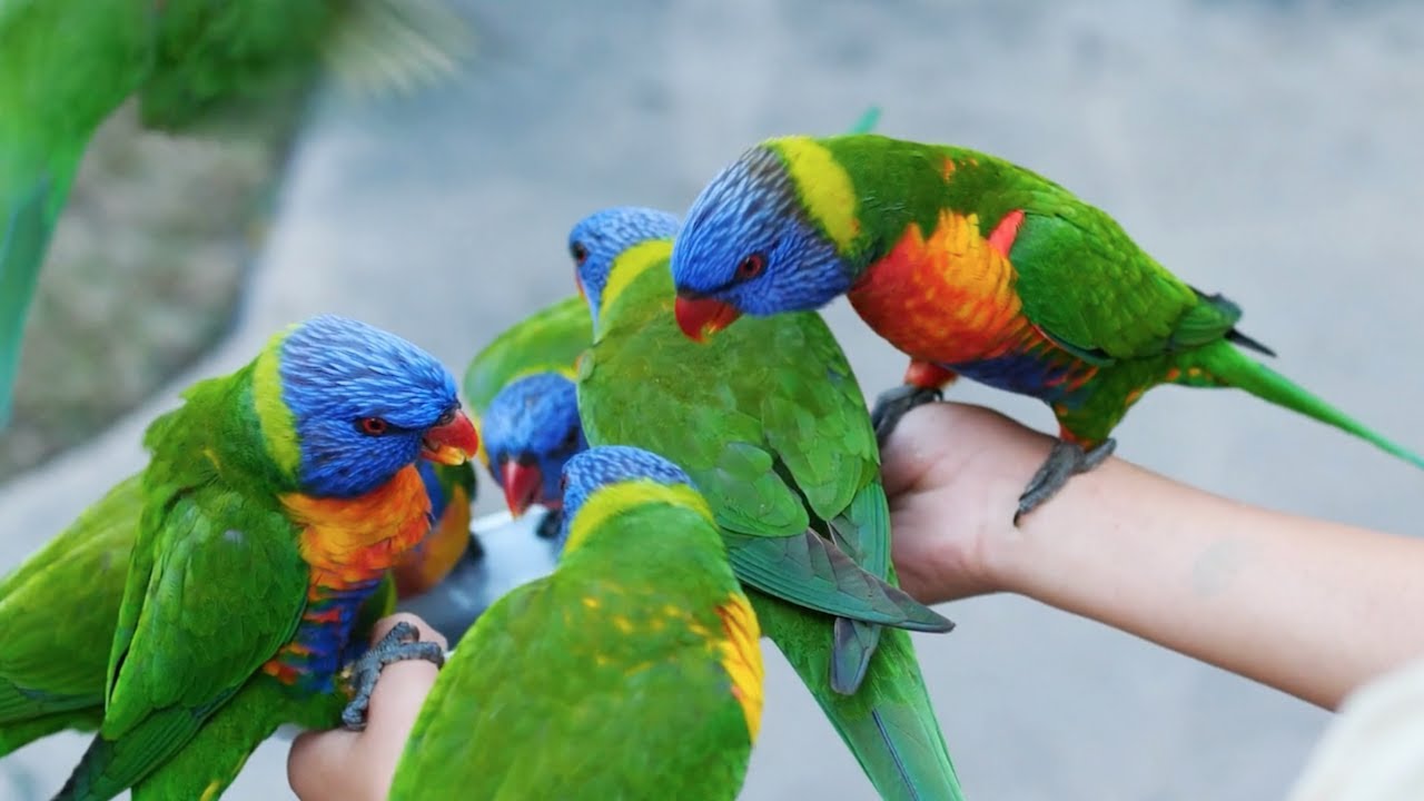 Nature Sounds -Australian Birds /Rainbow Lorikeets /Cockatoos - YouTube