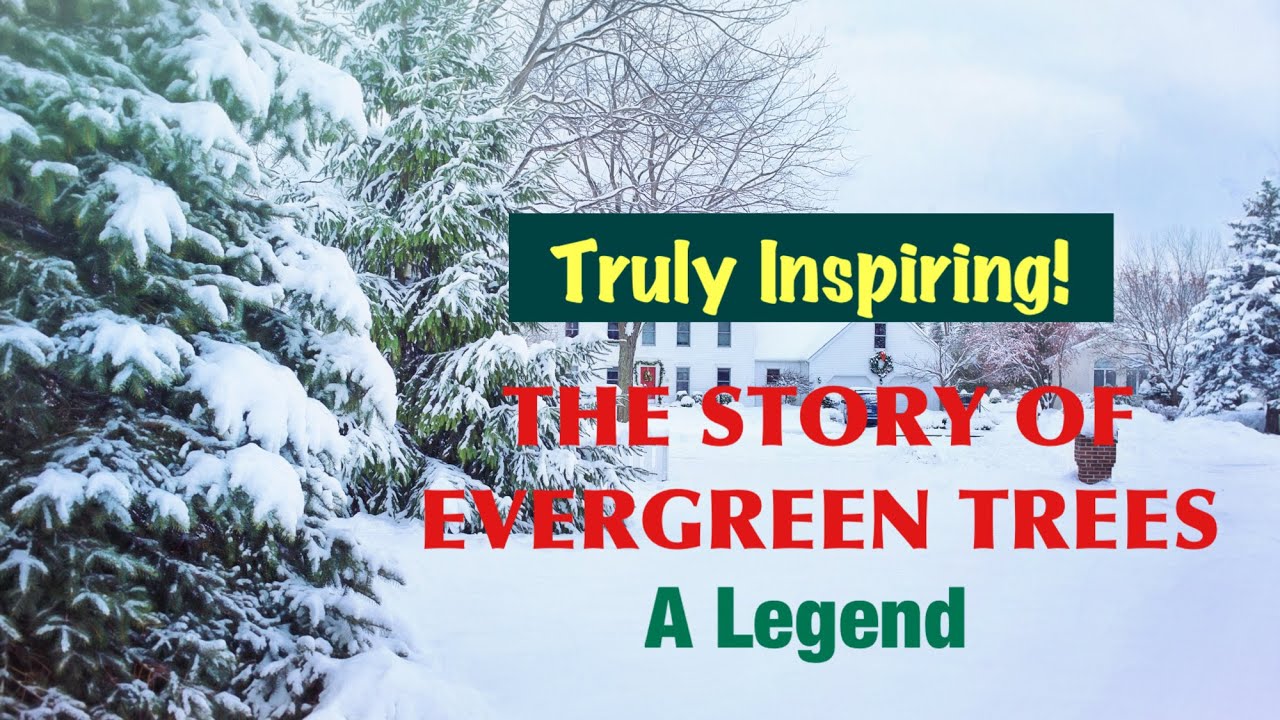 STORY OF EVERGREEN TREES | Inspiring Stories | A Legend - YouTube