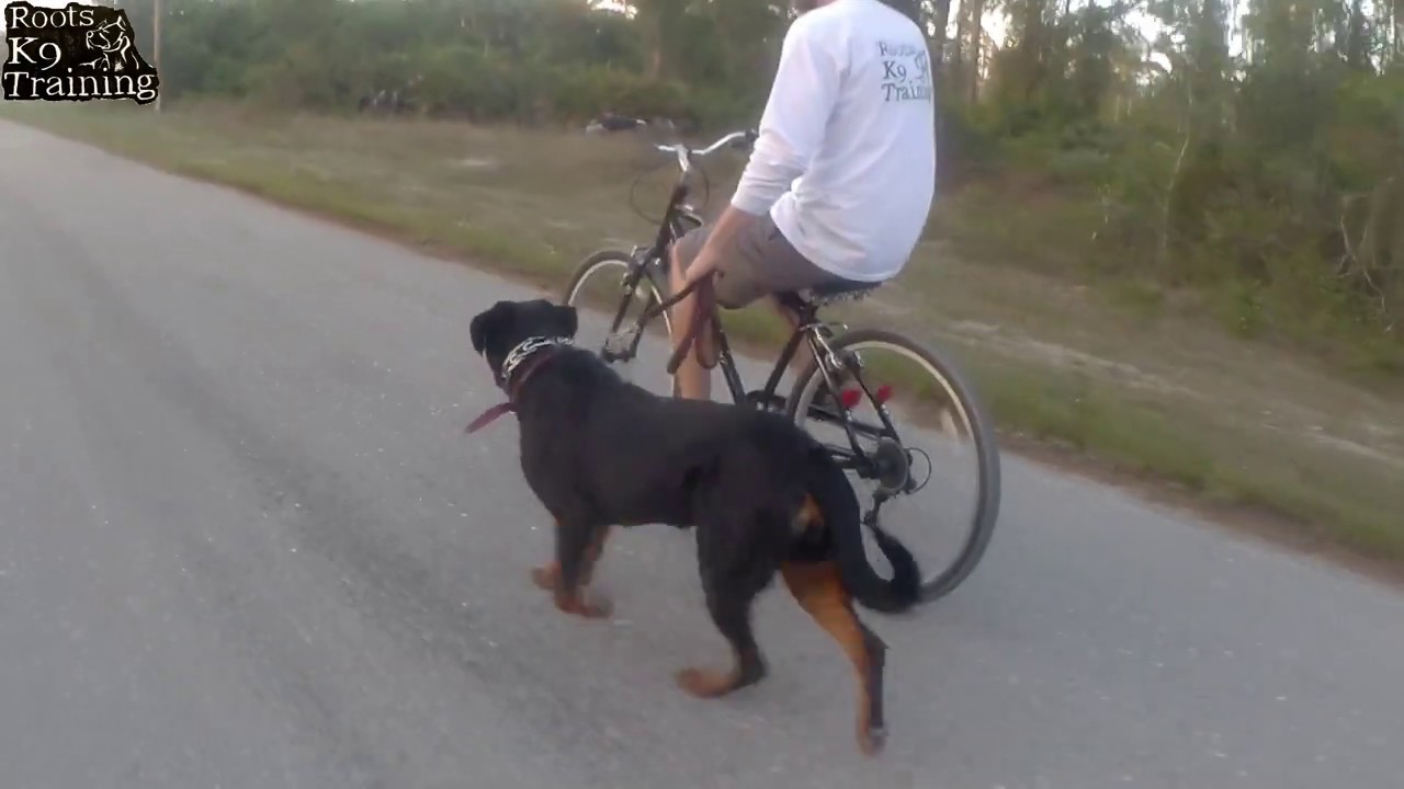 Bella Rottweiler bike exercise - YouTube