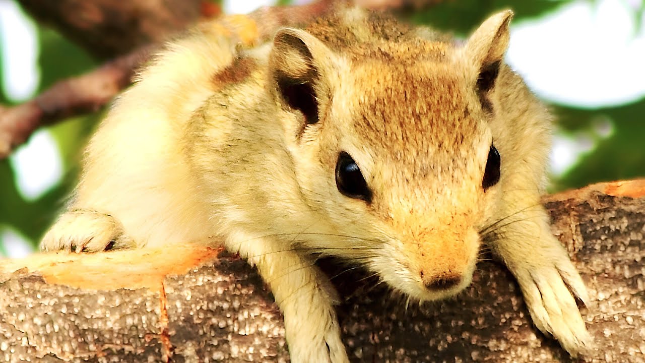 Chipmunk Chirping Sound (Audio)🐿️🎶 - YouTube
