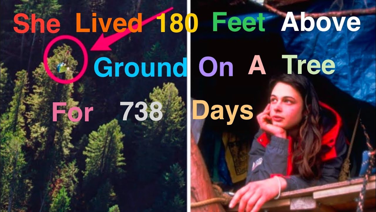 Living on a 1,500 year old tree for two years to save an ancient forest ...