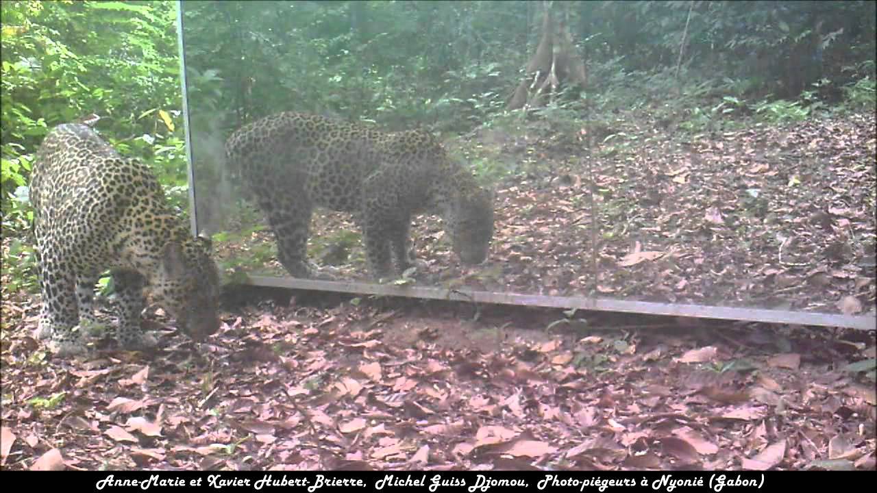 leopard: learning of mirror don't progress - l'apprentissage des ...