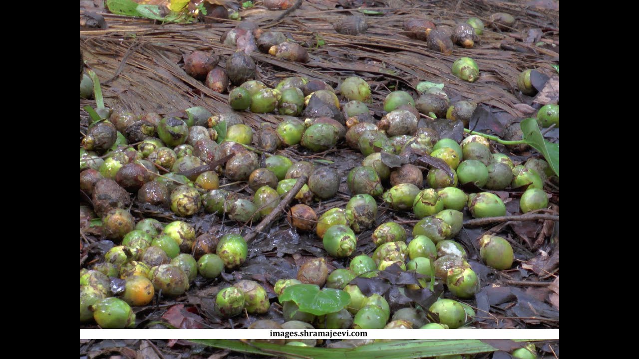 ಅಡಿಕೆ ಕೊಳೆರೋಗ ಮತ್ತು ನಿರ್ವಹಣೆ - ಡಾ. ಅಮೃತಾ ವಿನಾಯಕ | Kole Roga Or Mahali ...
