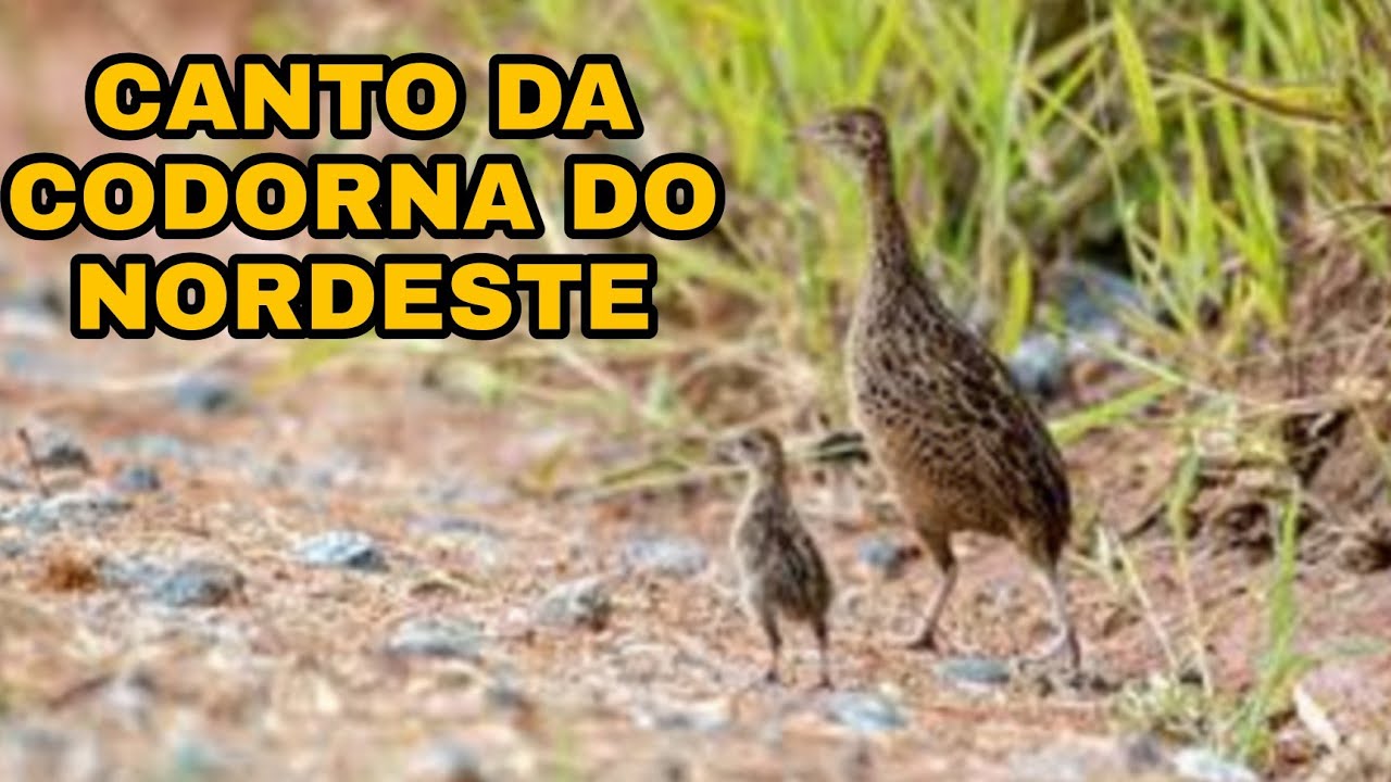 O CANTO DA CODORNA DO NORDESTE, PIU DE CODORNA #COMOATRAIRCODORNA - YouTube