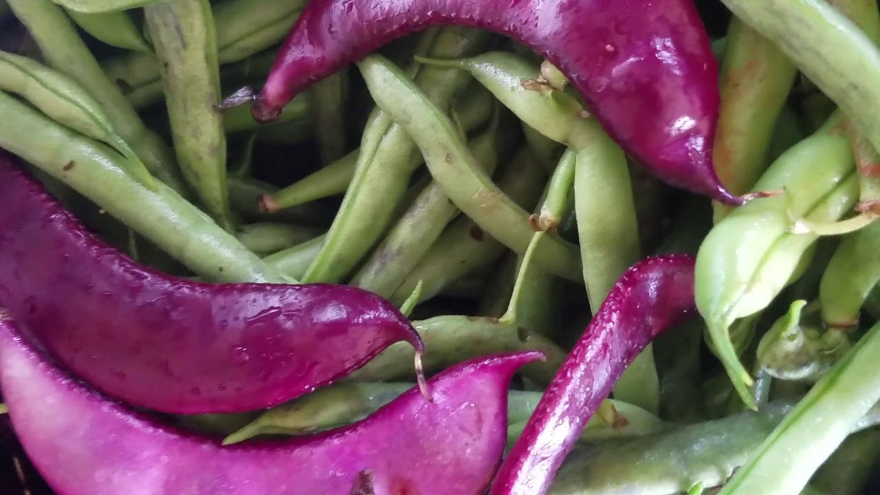 Beans Harvest Attack By Mexican Bean Beetle Video # 41 (20181101) - YouTube