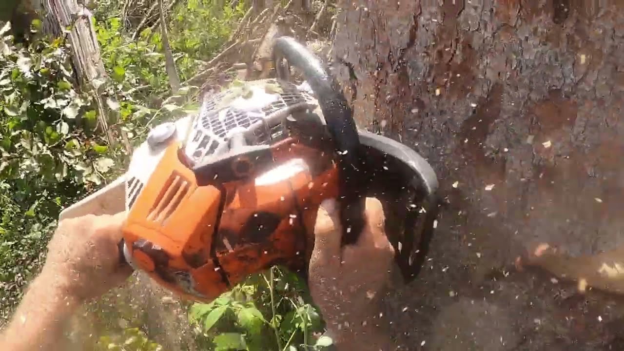 🌲 Logging Day 🌲 / MS 500i / Ponsse Bear C55 & H8 - YouTube