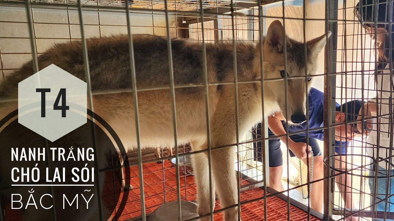 T4: Dấu hiệu Tích Cực của Chó Bản Địa Bắc Mỹ/ North American Indian Dog ...